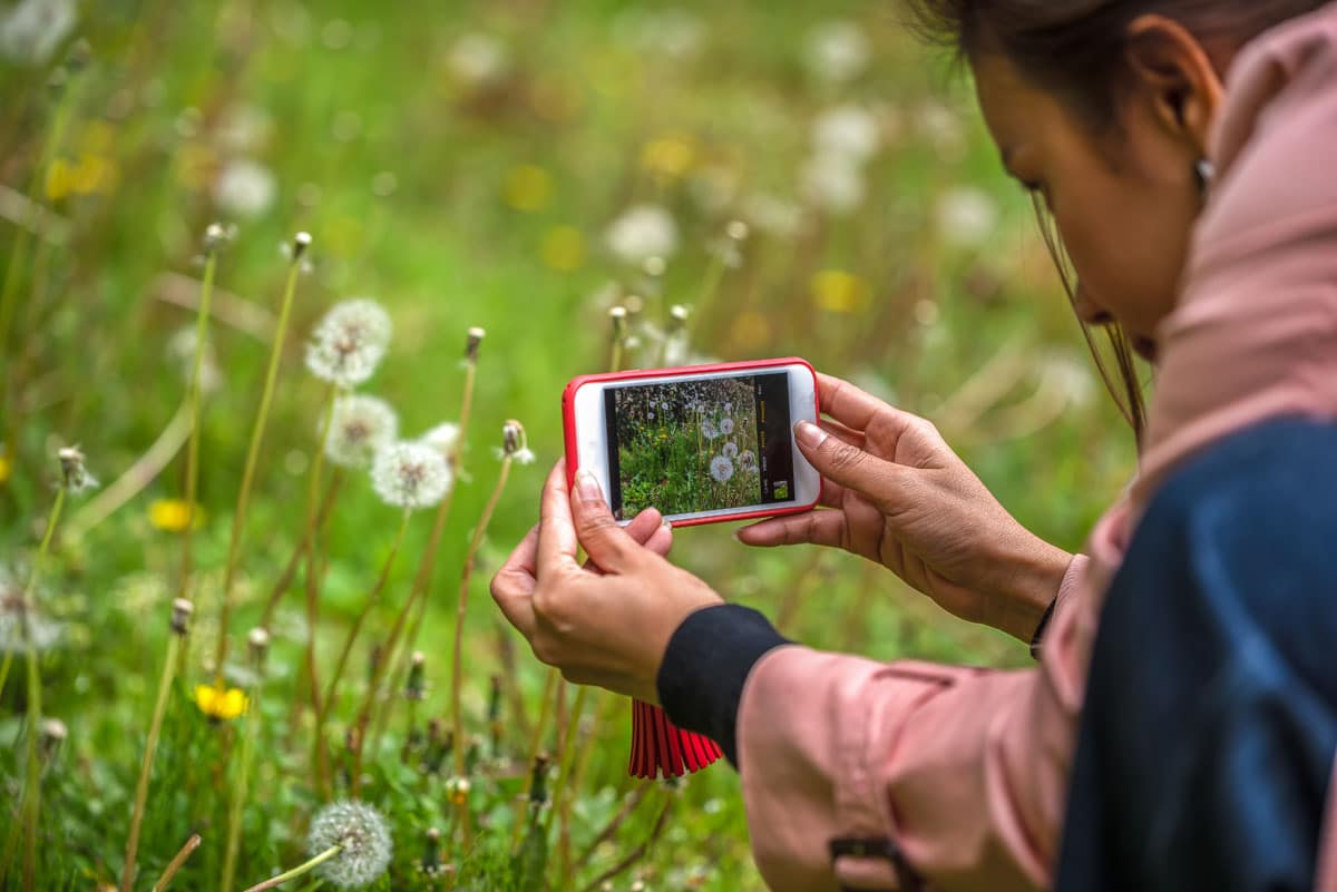 WeedScan AI weed identification and management app - Landscape Contractor