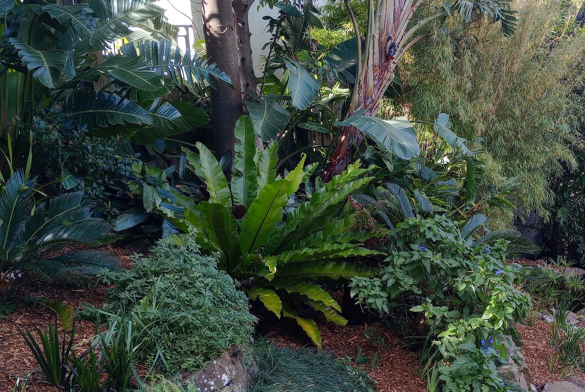 Statement plants - Landscape Contractor